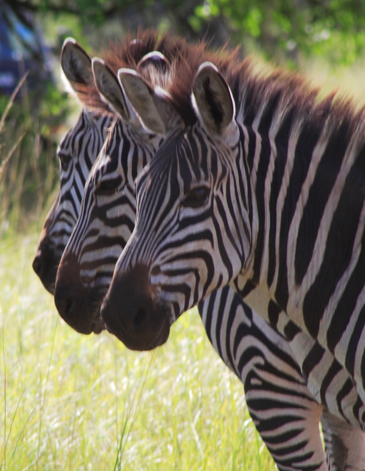 Amazing Interesting Facts about Zebras – Wild Travel Safaris & Adventures