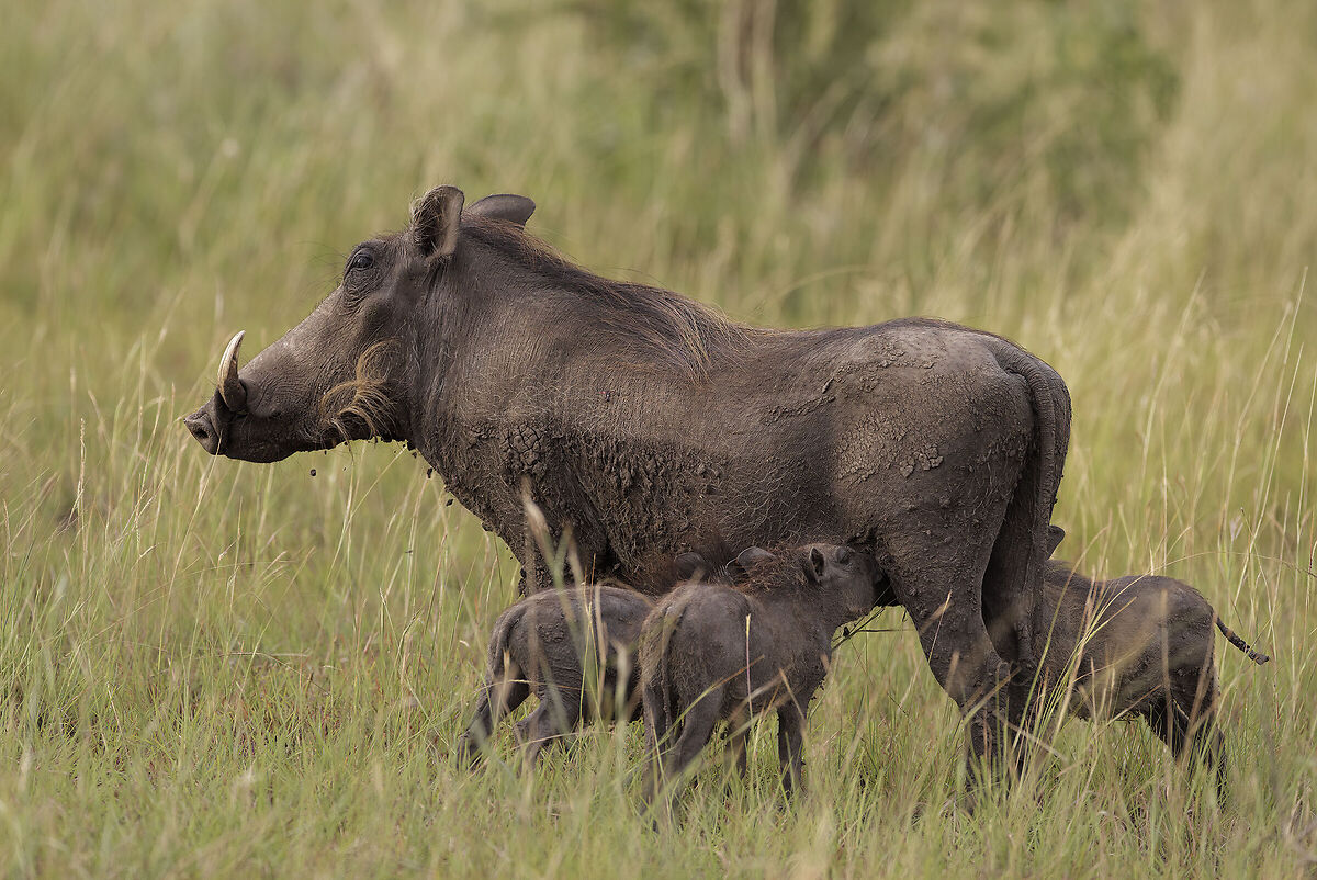 DO LIONS EAT LEOPARDS, CHEETAHS AND HYENAS? – Wild Travel Safaris ...